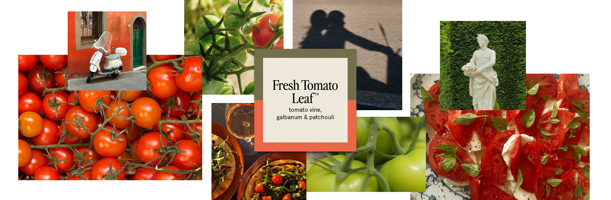 Fresh Tomato Leaf
